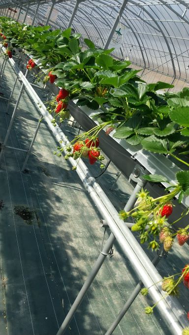 大阪府茨木市にあるthe Farm UNIVERSAL OSAKAでいちご狩りをしたクチコミ - いちご狩りドットコム